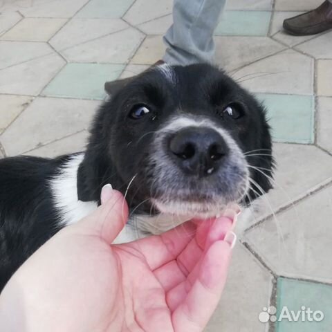 Кобелек 3-4 месяца