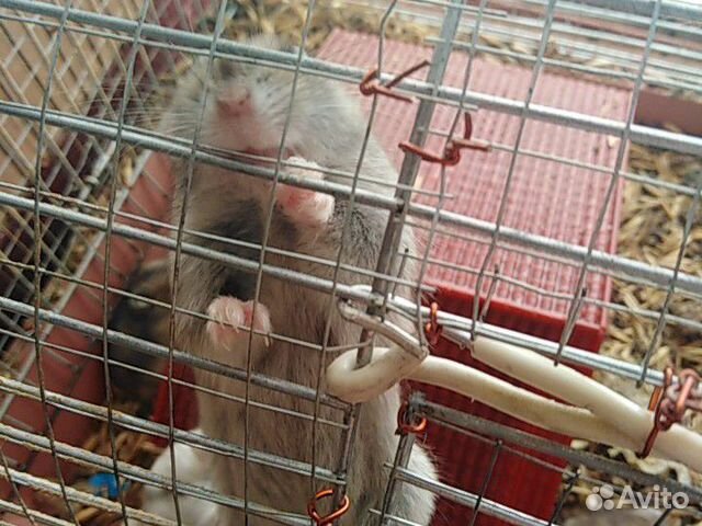 Джингарики