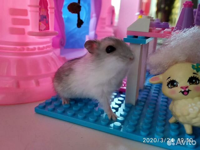 Хомячок 1 месяц
