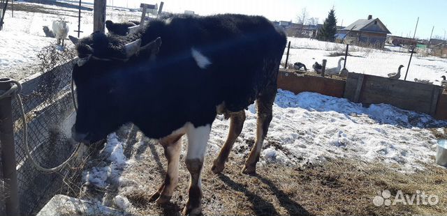 Бык произвадитель