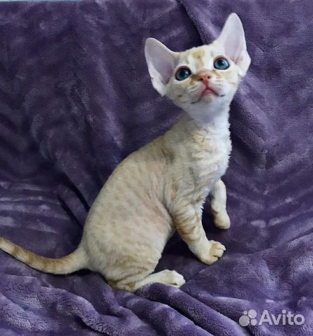 Клубные Девон Рекс