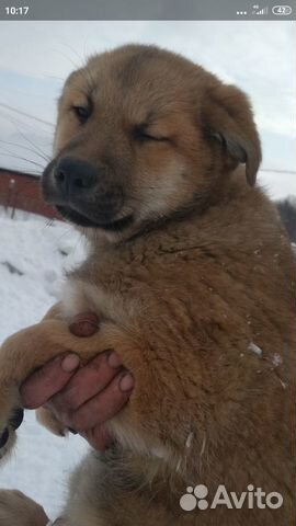 Красотка Марселла 4 месяца