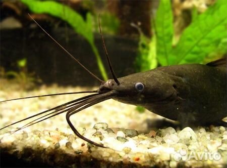 Мешкожаберный сом