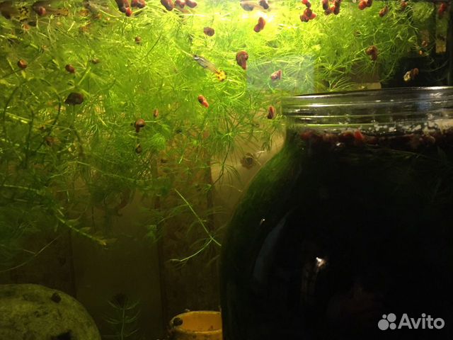 Роголистник, улитки,рыбки