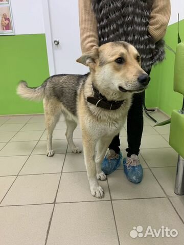 Собака Барни 1,5 года ищет дом