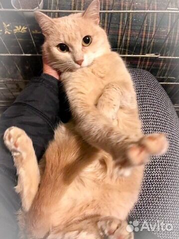 Кошка Дакота ищет свою семью В добрые руки