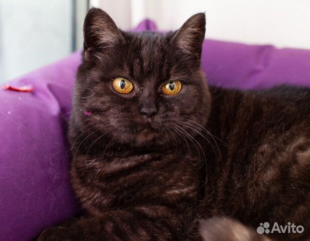 Кошка плюшка Люся ищет дом