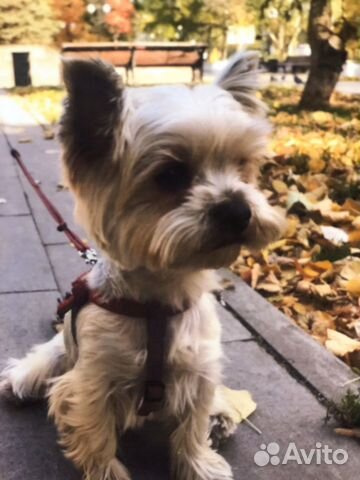 Мини Йоркширский терьер