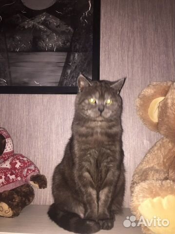 Дизель