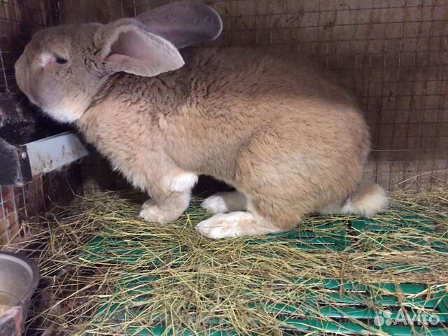 Ризен самец