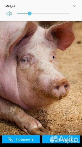 Хряки свини