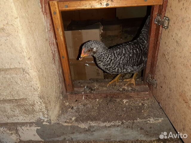 Цыплёнок несушку 2,5 месяца