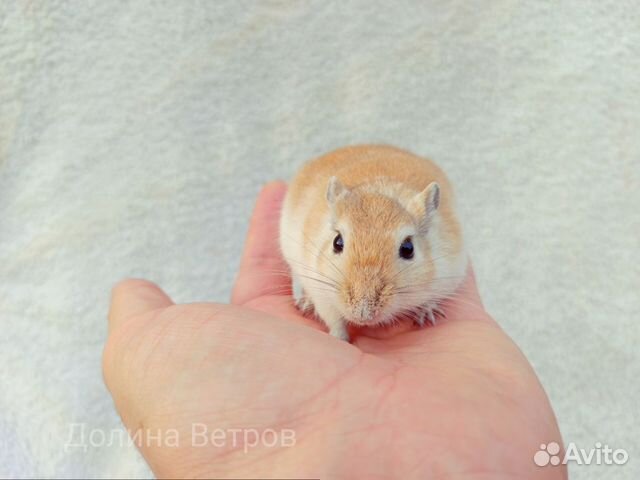 Ручные рыжие монгольские песчанки