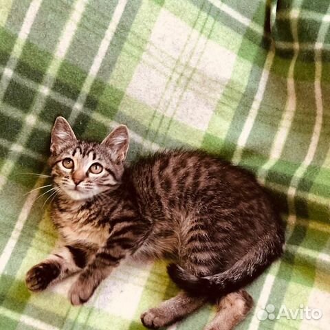 Ласковая шпротинка ждёт вас