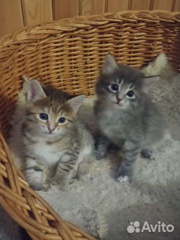 Красивые и ласковые котята