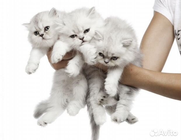 Котенок