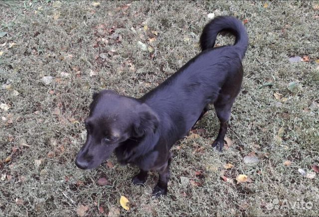 Собака плачет. Помогите