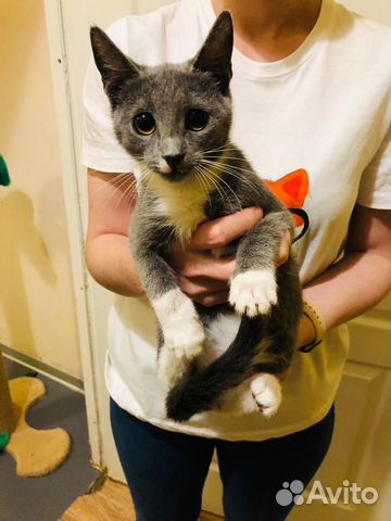 Котенок девочка Боня