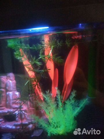 Аквариумные растения