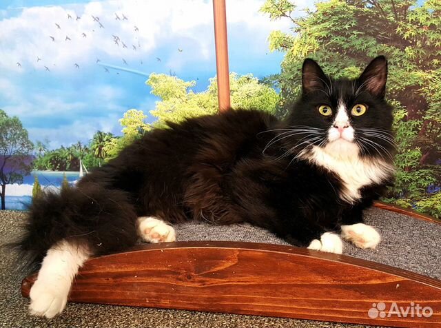 Шикарного кота сдали в приют из-за аллергии