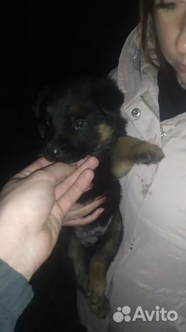 Немецкая овчарка