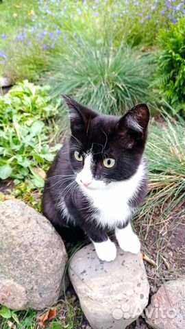 Котик-подросток Маркизик в добрые руки