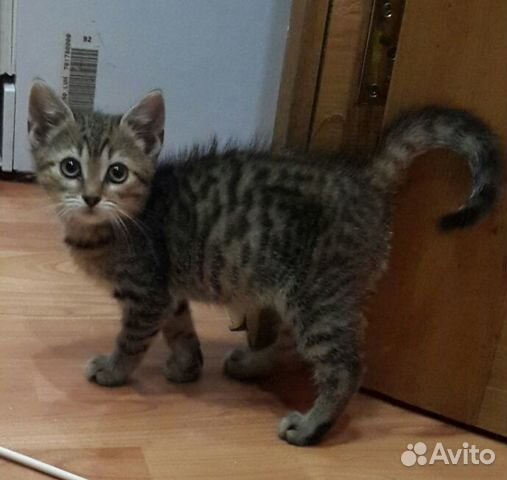 Девчонка 2 месяца