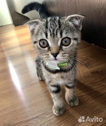 Скотиш-фолд