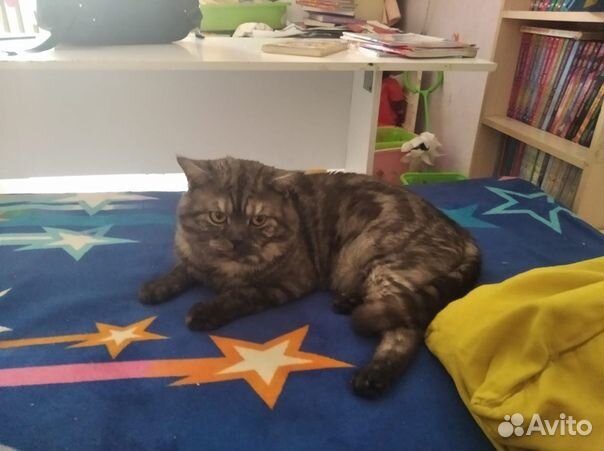 Потерялся кот