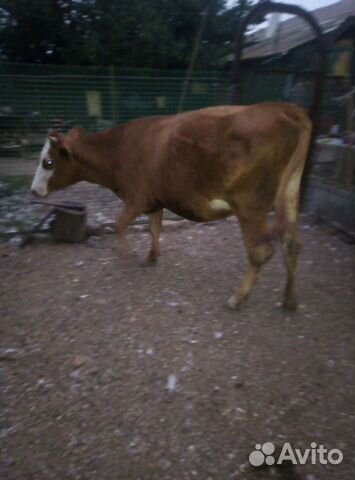 Тёлка Симментальской породы