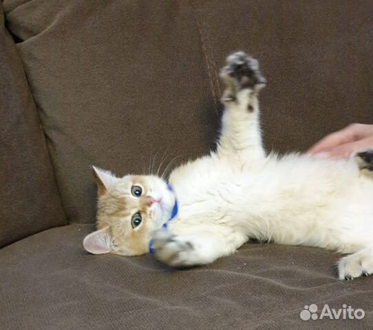 Золотой брутальный парень