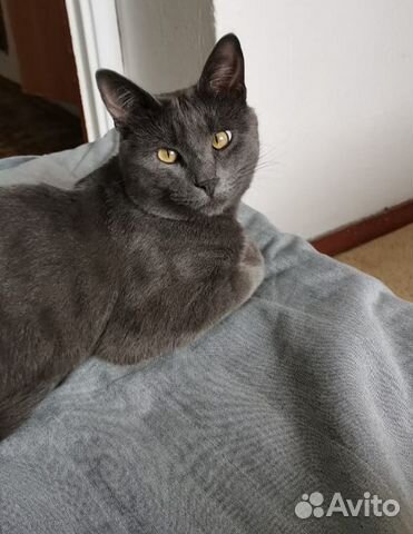 Мальчик-красавчик Марсик ждёт любящую семью