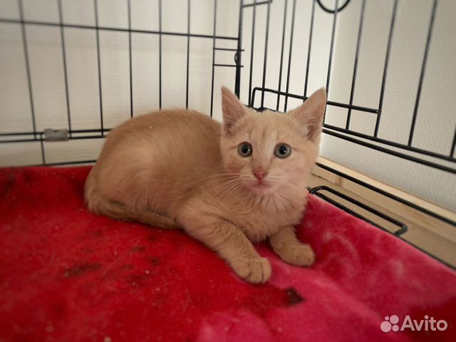 Рыжая девочка Патти, 2,5 мес, ищет дом