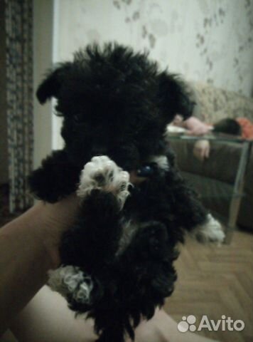 Щенки
