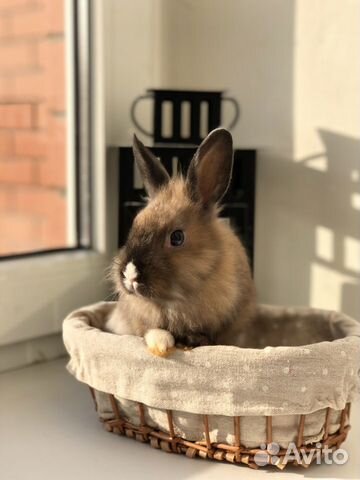 Декоративный Кролик