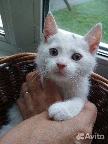 Беляшик в добрые руки