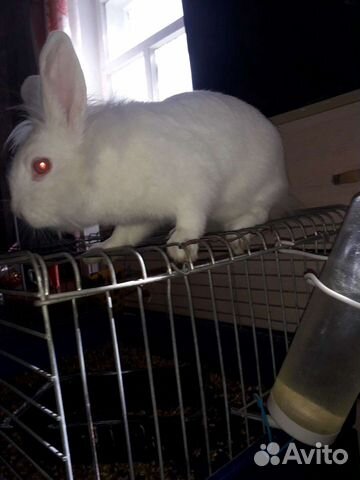 Кролик с клеткой