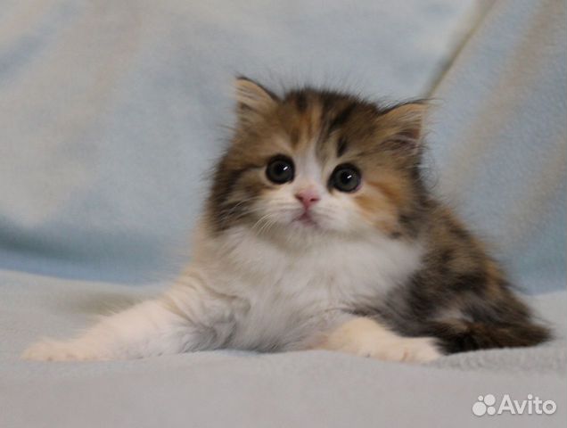 Породная девочка хайленд страйт
