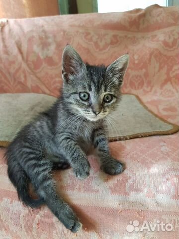 Котенок Манечка около 3 х мес