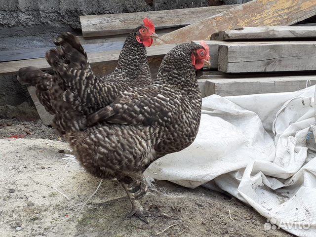 Куры несушки