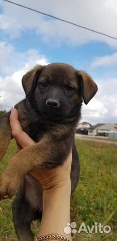 Щенки в добрые руки