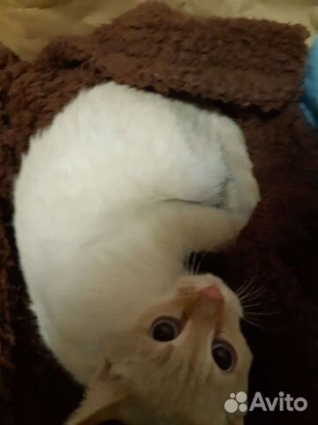 Котенок
