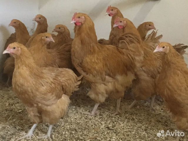 Орпингтон палевый