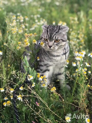 Шотландский кот вязка