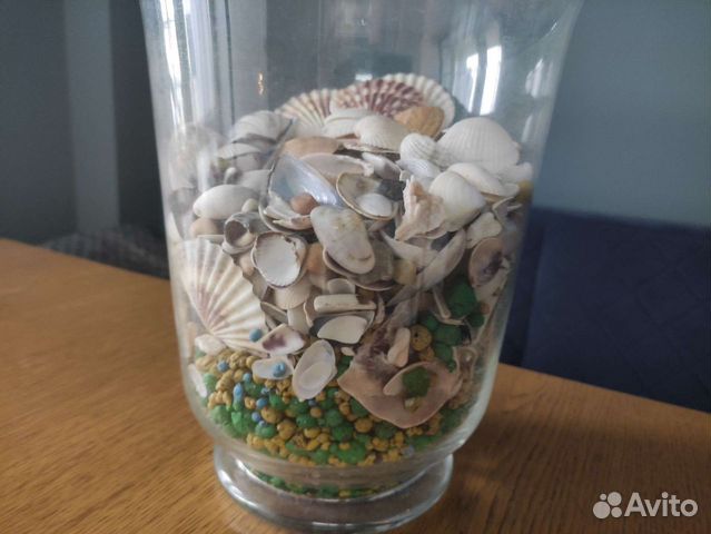 Морские ракушки
