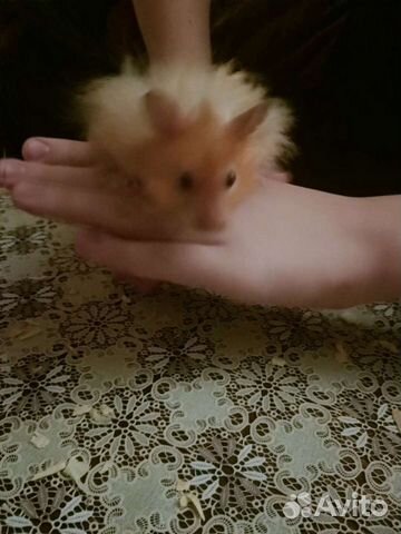 Сирийский хомяк