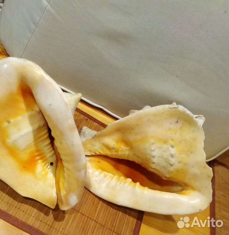 Ракушки большие океанические