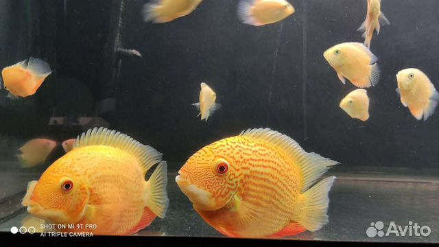 Северум красноточечный