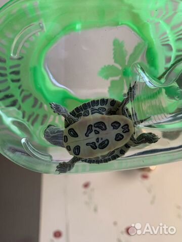 Красноухая черепаха