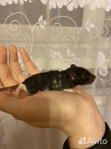 Крыса, крысенок рекс черного-белого цвета, мальчик